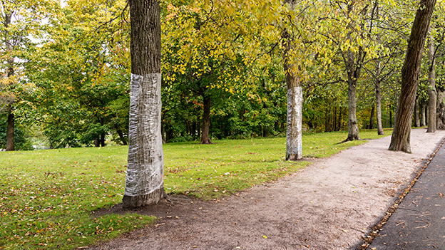 Wrapped Trees, Part Two | Something About Daily Life