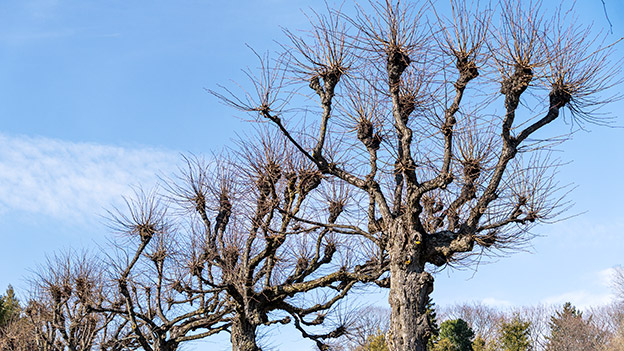 Trees without Leaves, Part Five | Something About Daily Life